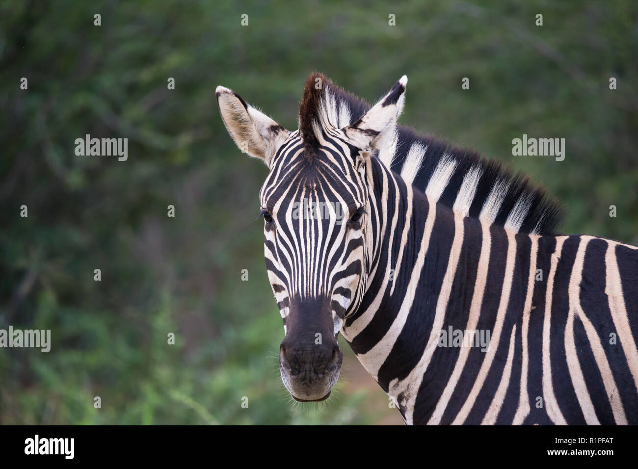 Zebra side view hi-res stock photography and images - Alamy