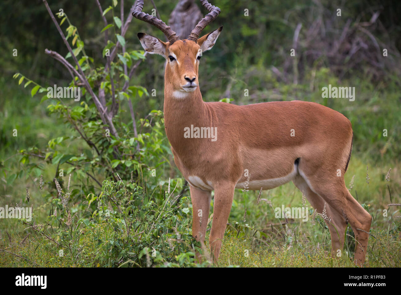 Impala (Aepyceros melampus) male ram antelope portrait and close up in ...