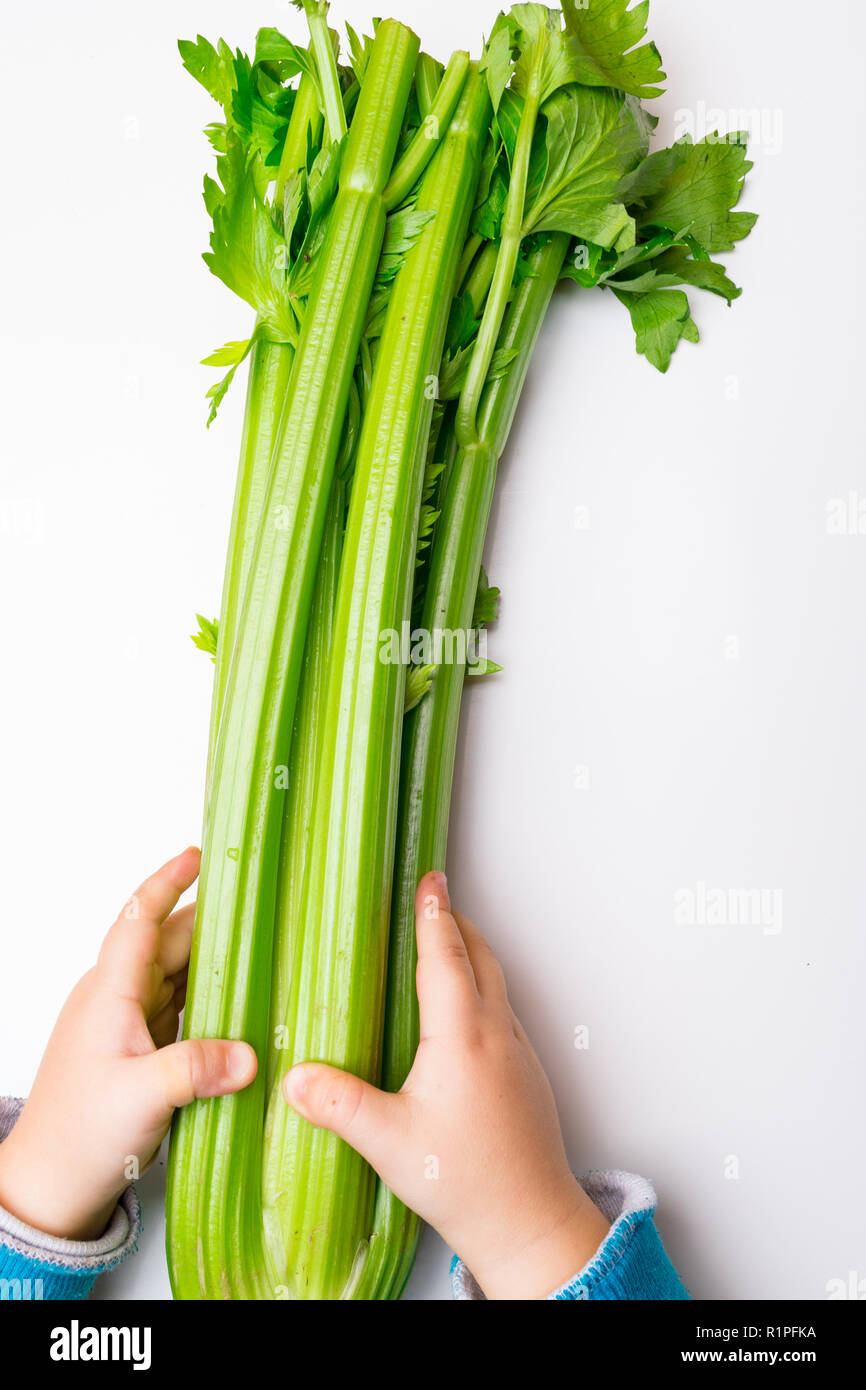 fresh bio celery isolated on a white background in baby hands, health ...