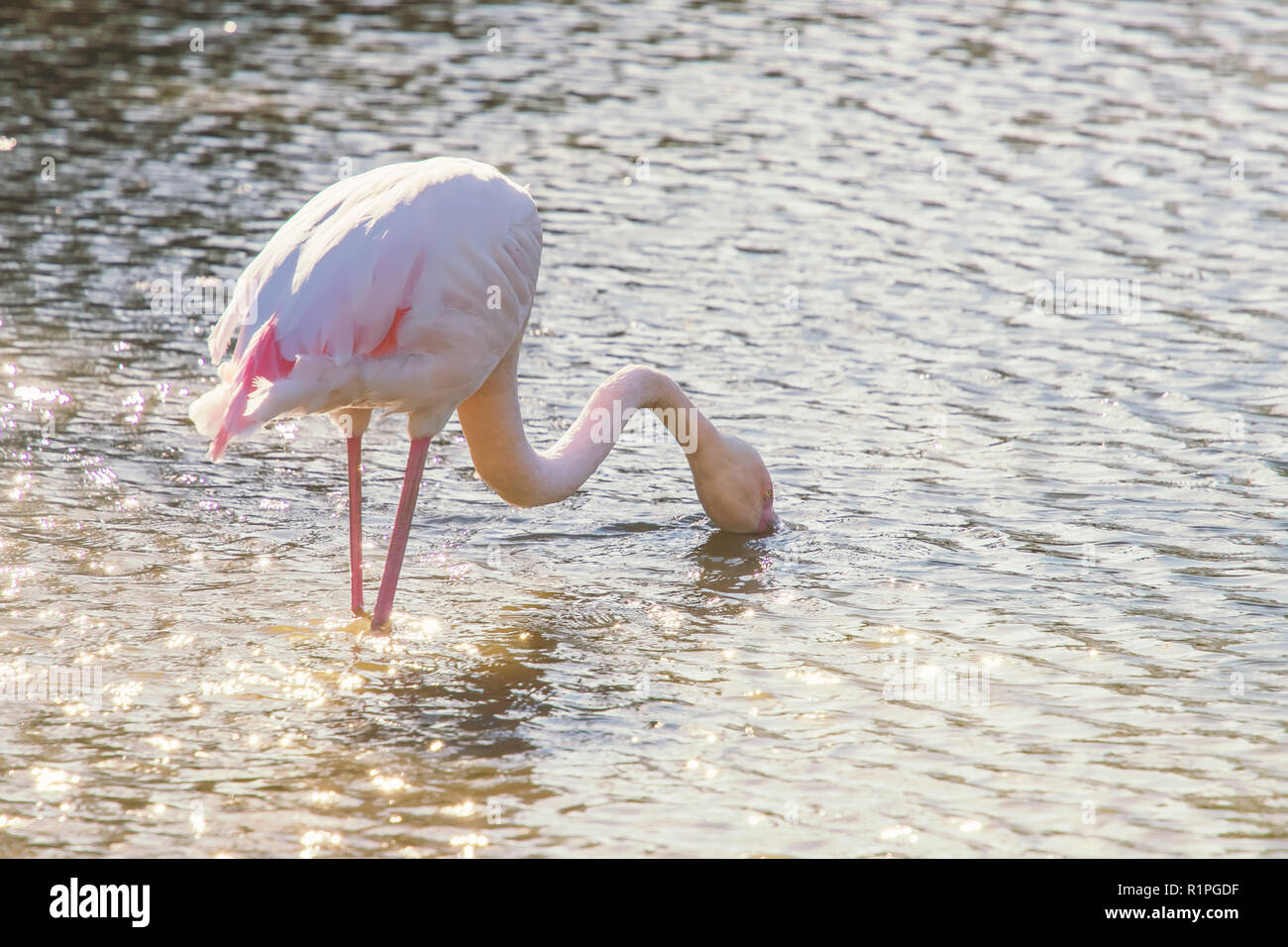 Flamingo eating in the water, Pink Flamingo, Greater flamingo in their ...