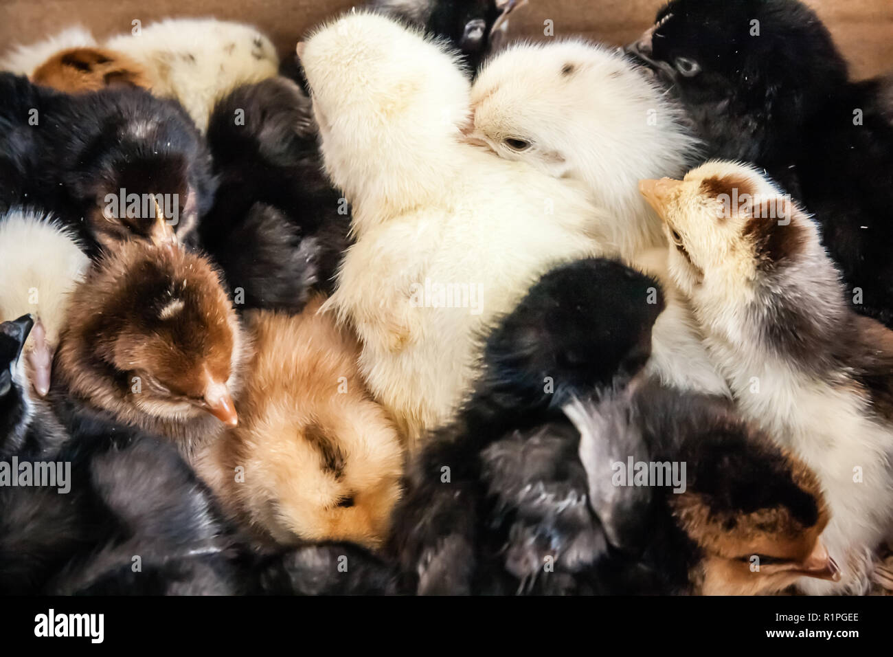 Cute little chicks in paper box at open market, bazaar Stock Photo - Alamy