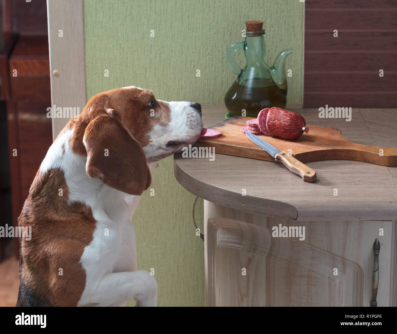 Cute Beagle eats smoked sausage left on the kitchen table Stock Photo ...
