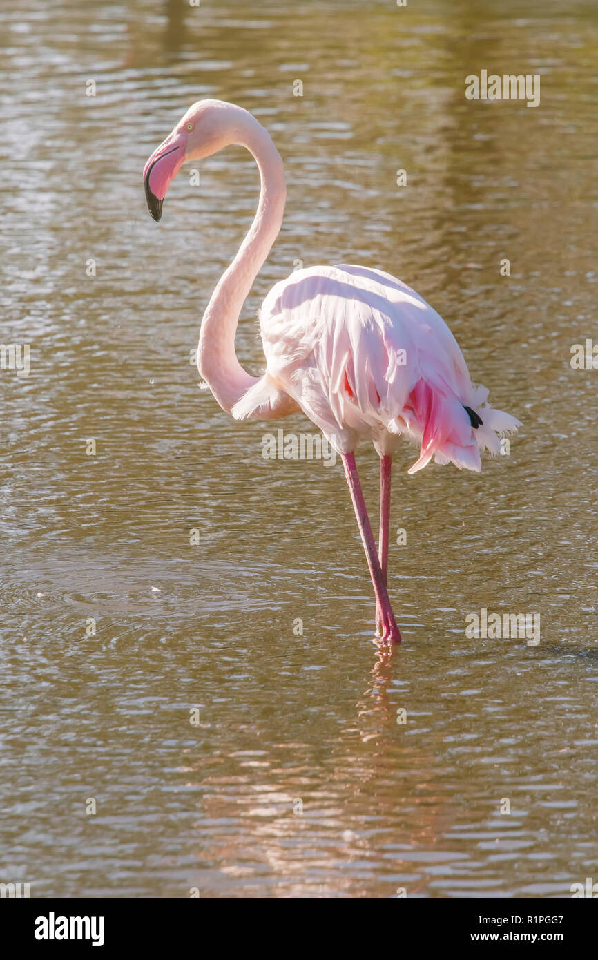 Pink flamingo hi-res stock photography and images - Alamy