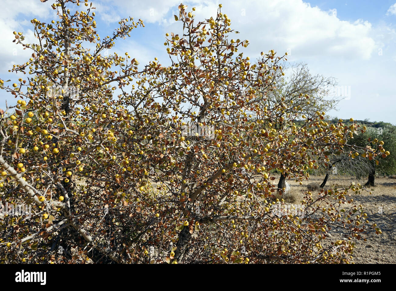 Yellow hawthorn hi-res stock photography and images - Alamy