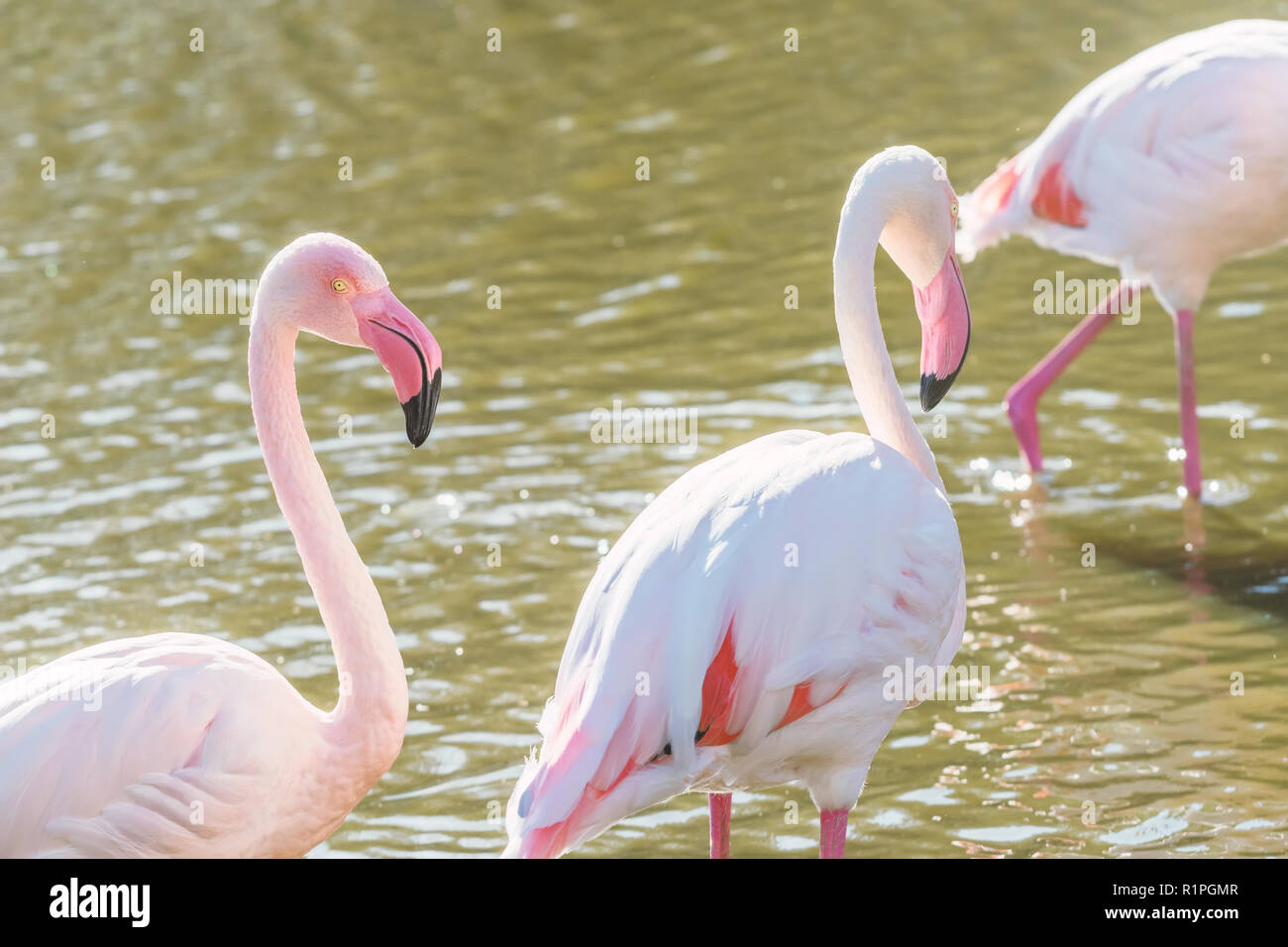 Two pink flamingos walking in the water in natural environment Stock ...