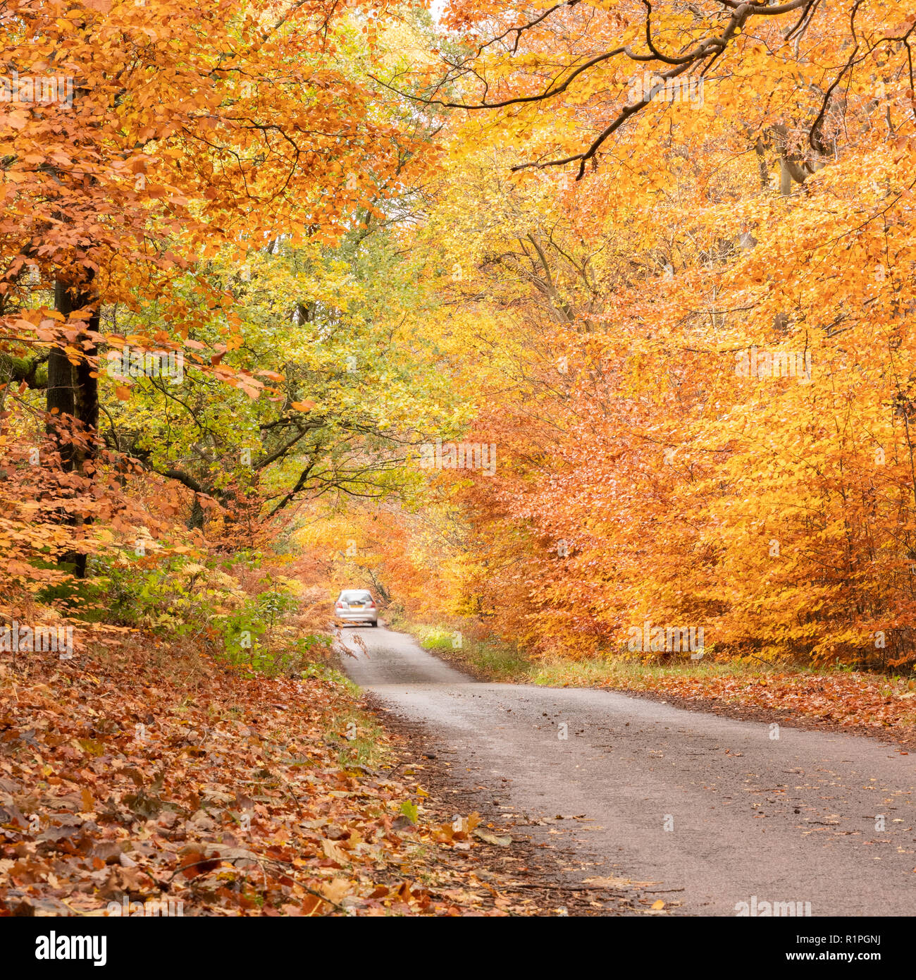 Leam, or historically Leam Farm, is a hamlet in the English county of ...