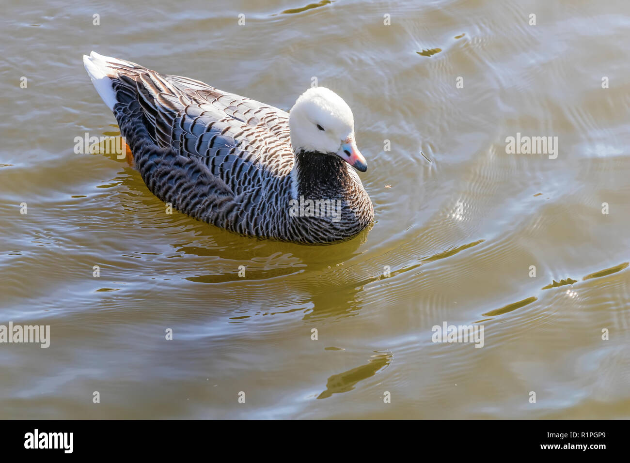 Emperor Goose swimming in water (Anser canagicus Stock Photo - Alamy