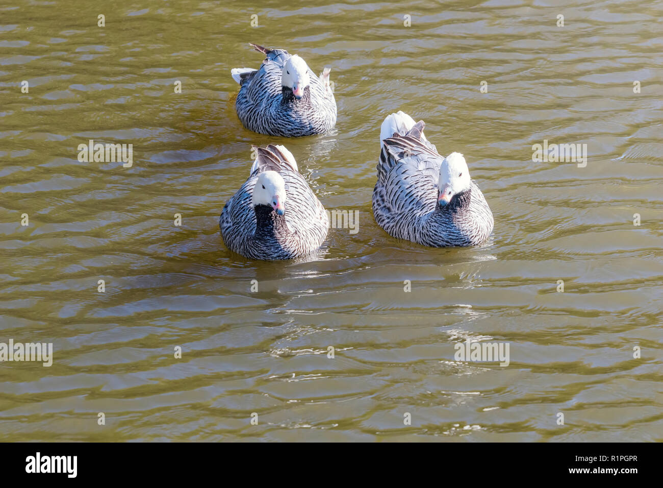 Emperor Geese swimming in water (Anser canagicus Stock Photo - Alamy