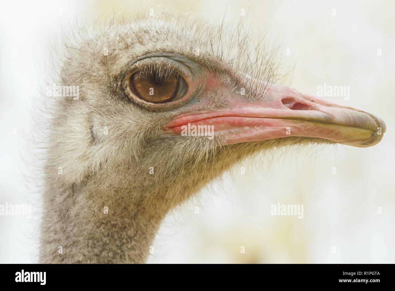 Ostrich Close up portrait, Close up ostrich head (Struthio camelus ...