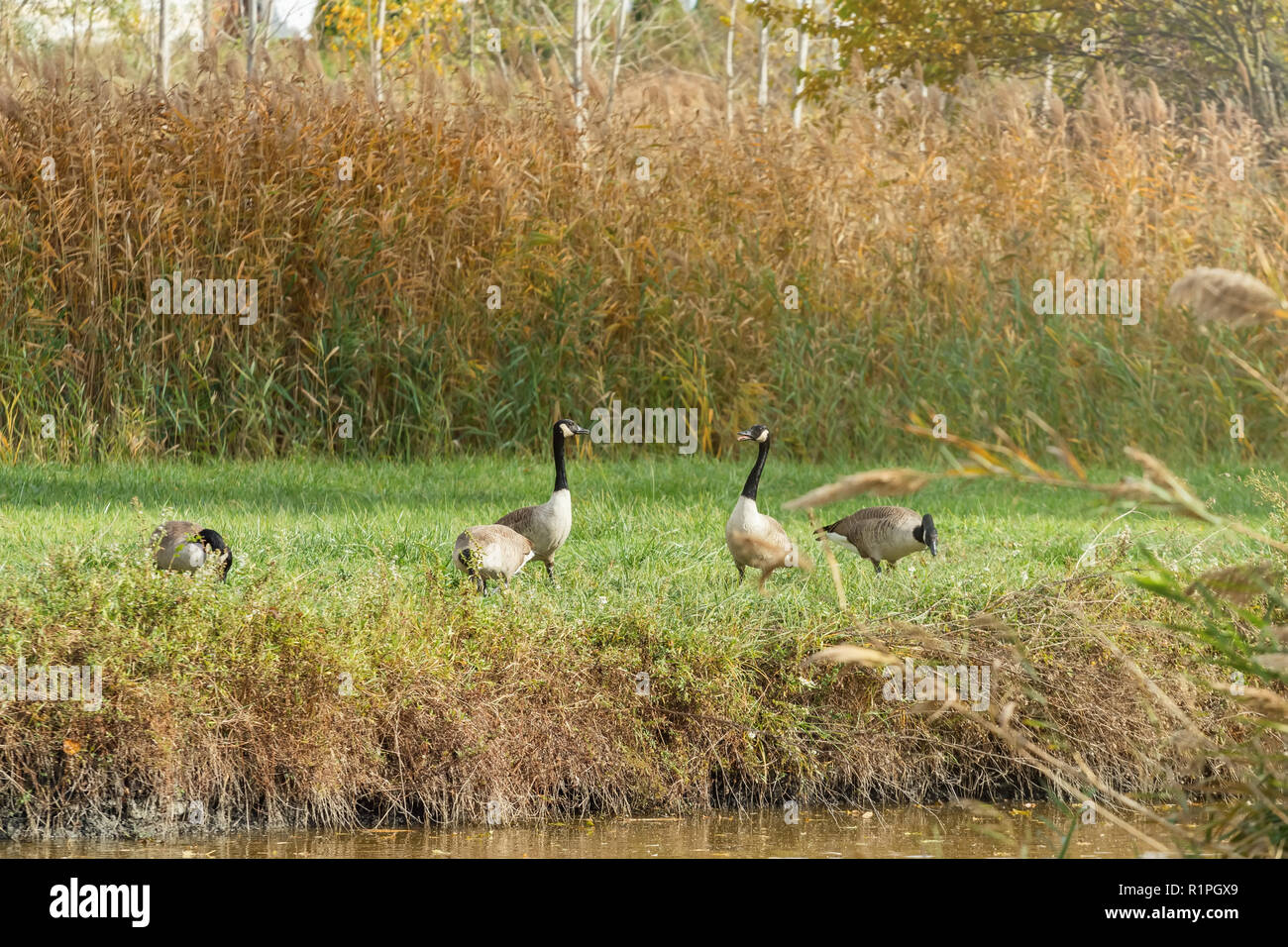 Canadian geese on a river in migration season (Branta canadensis Stock ...
