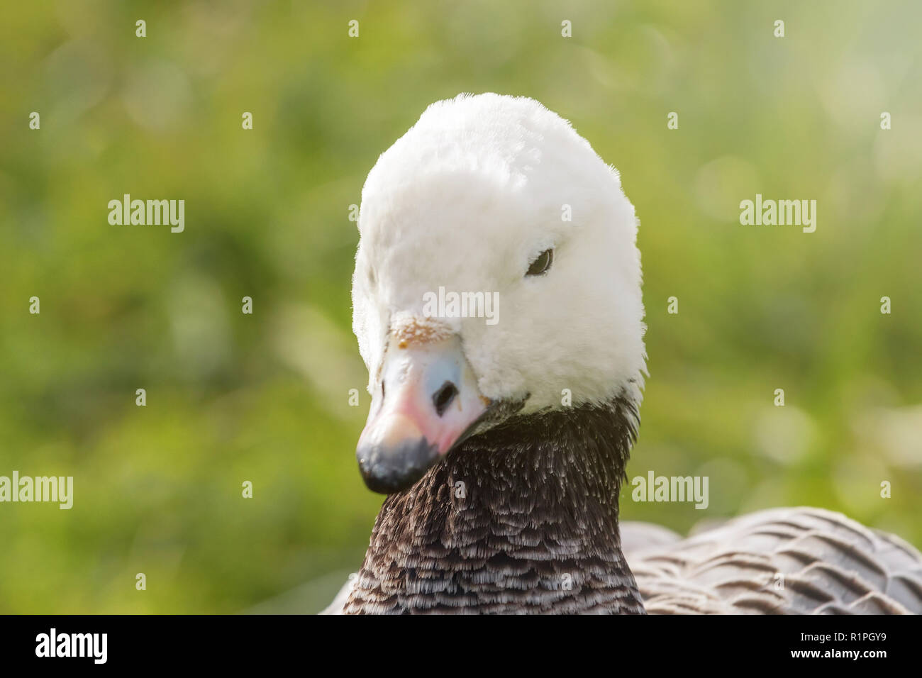Emperor Goose Close up portrait (Anser canagicus Stock Photo - Alamy