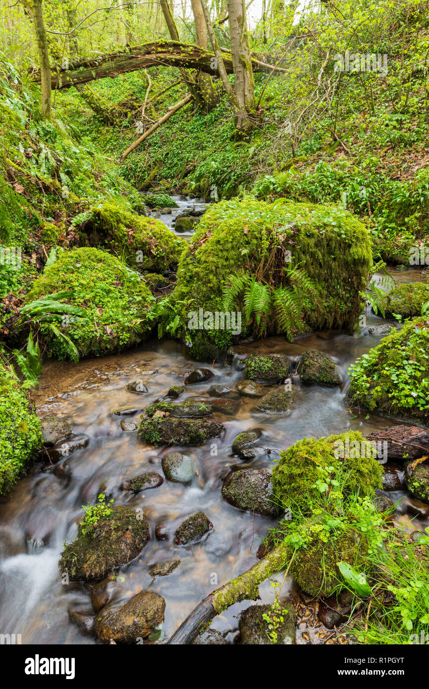 Close-up of water & rocks in small stream (Grewelthorpe Beck) running ...