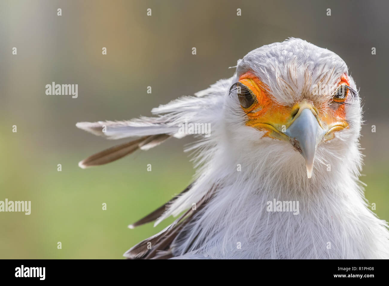 Secretarybird close up hi-res stock photography and images - Alamy