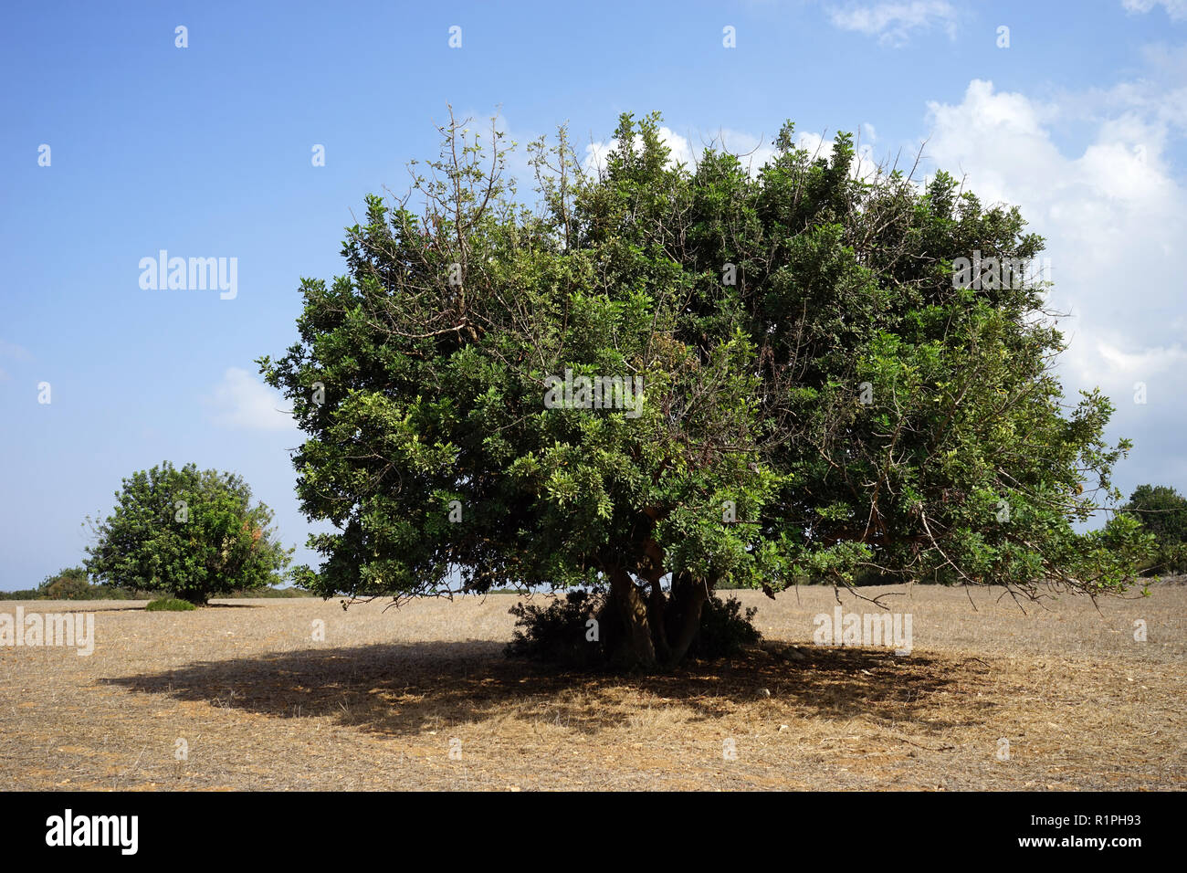 One tree on the farm field in Cyprus Stock Photo - Alamy