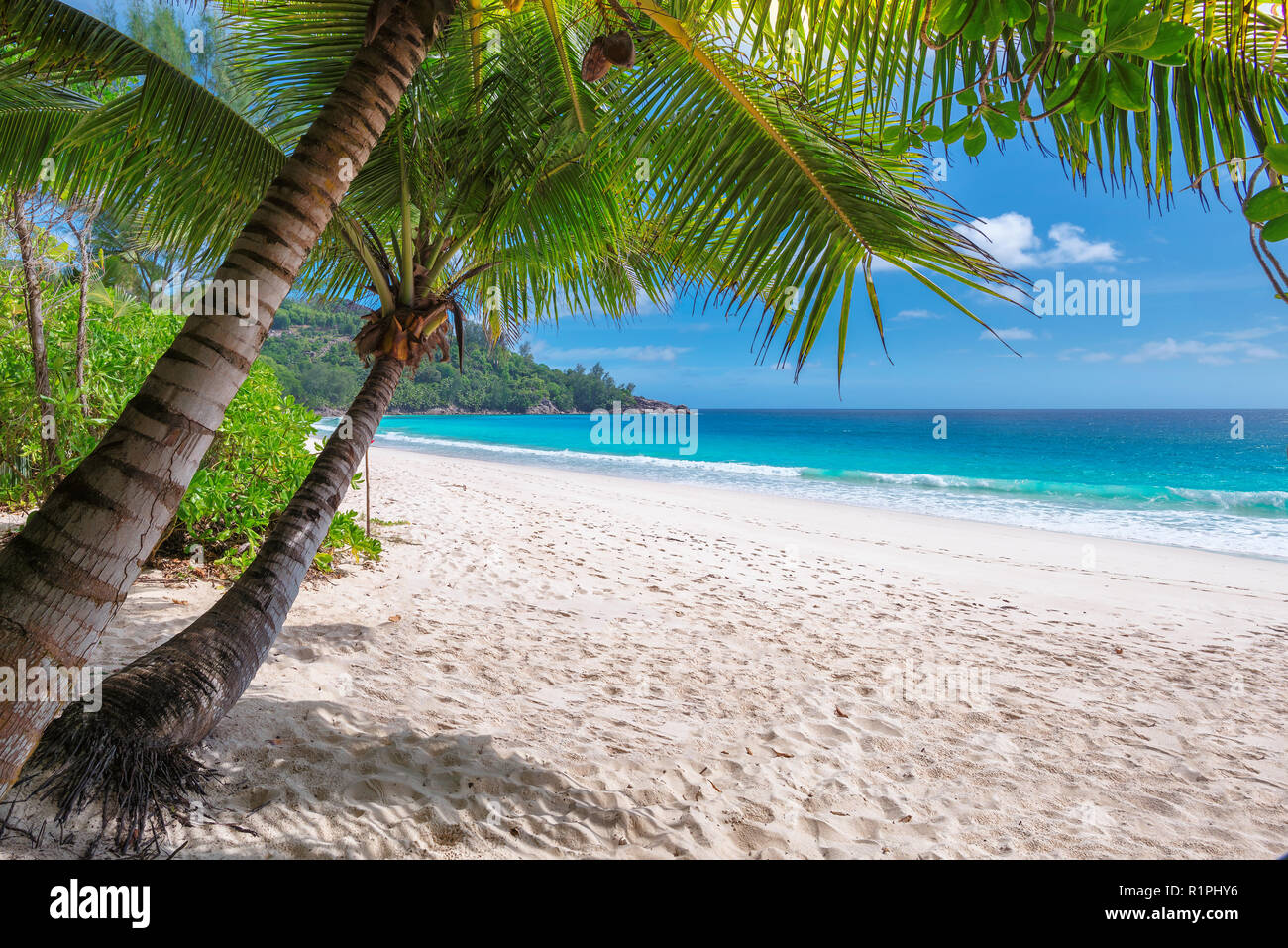 Exotic tropical beach Stock Photo - Alamy