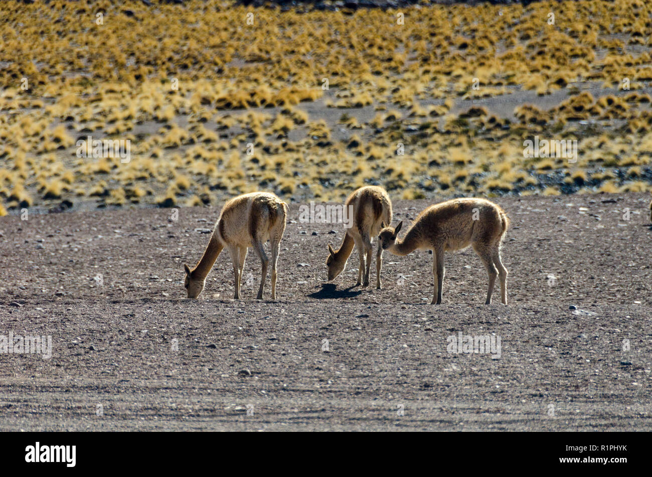 Vicuna in desert at El Taito, near San Pedro de Atacama, Chile Stock ...