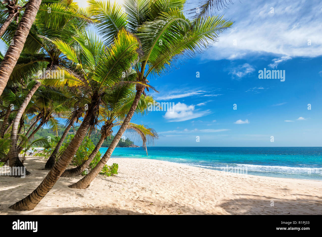 Exotic tropical beach Stock Photo - Alamy