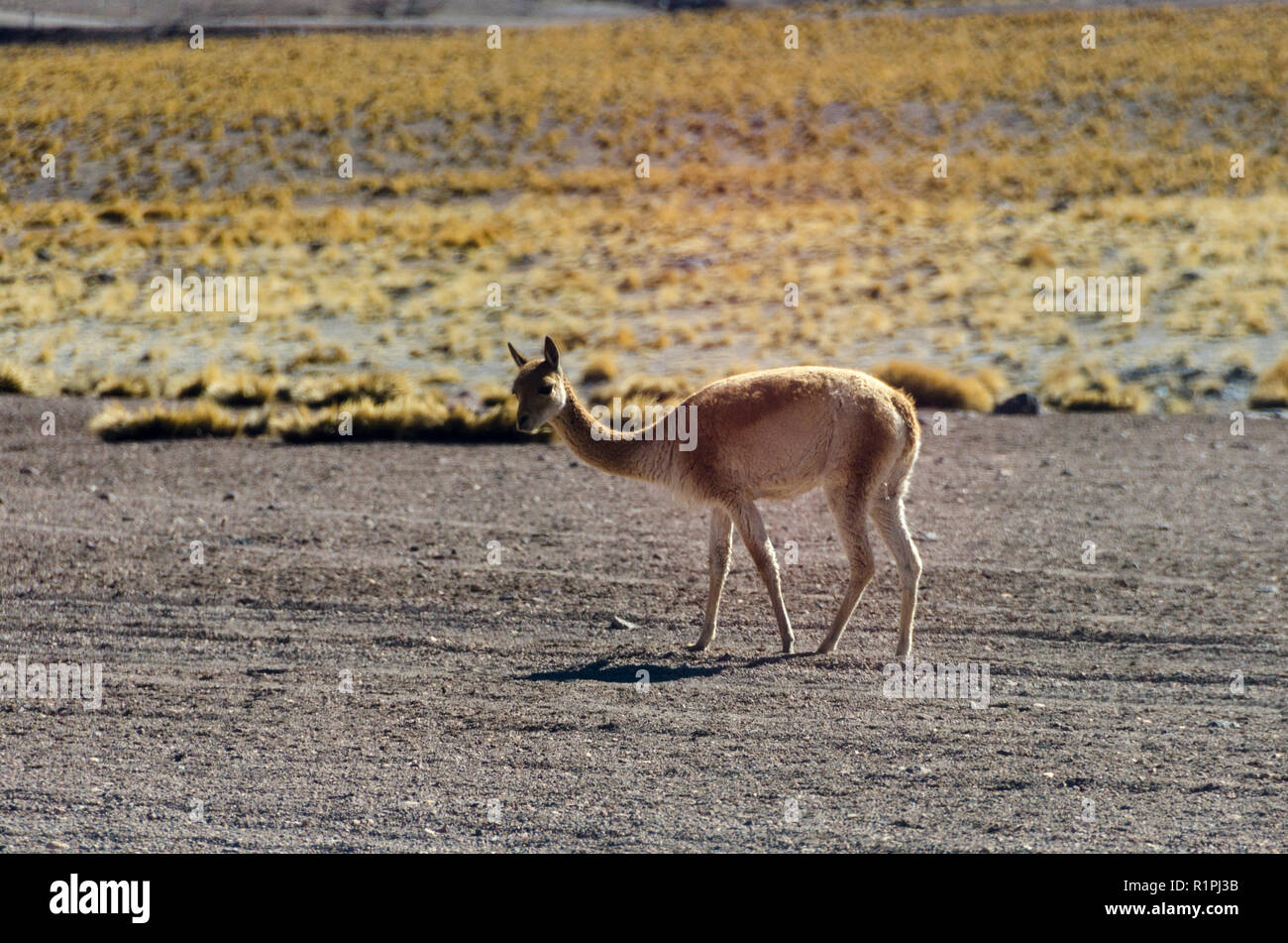 Altiplano chile vicuna vicugna vicugna hi-res stock photography and ...