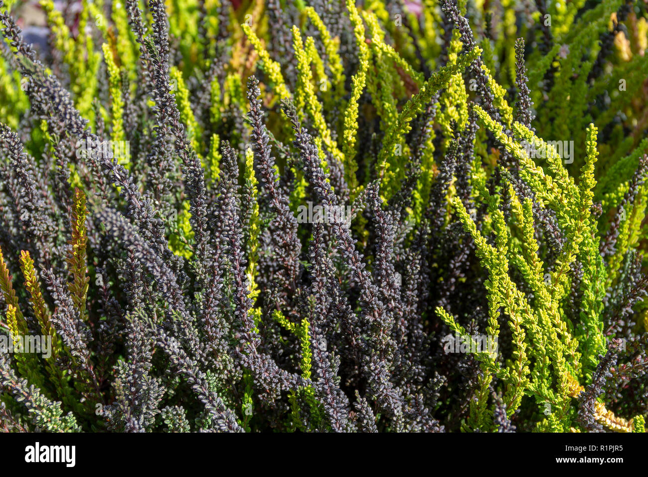 Green stipes hi-res stock photography and images - Alamy