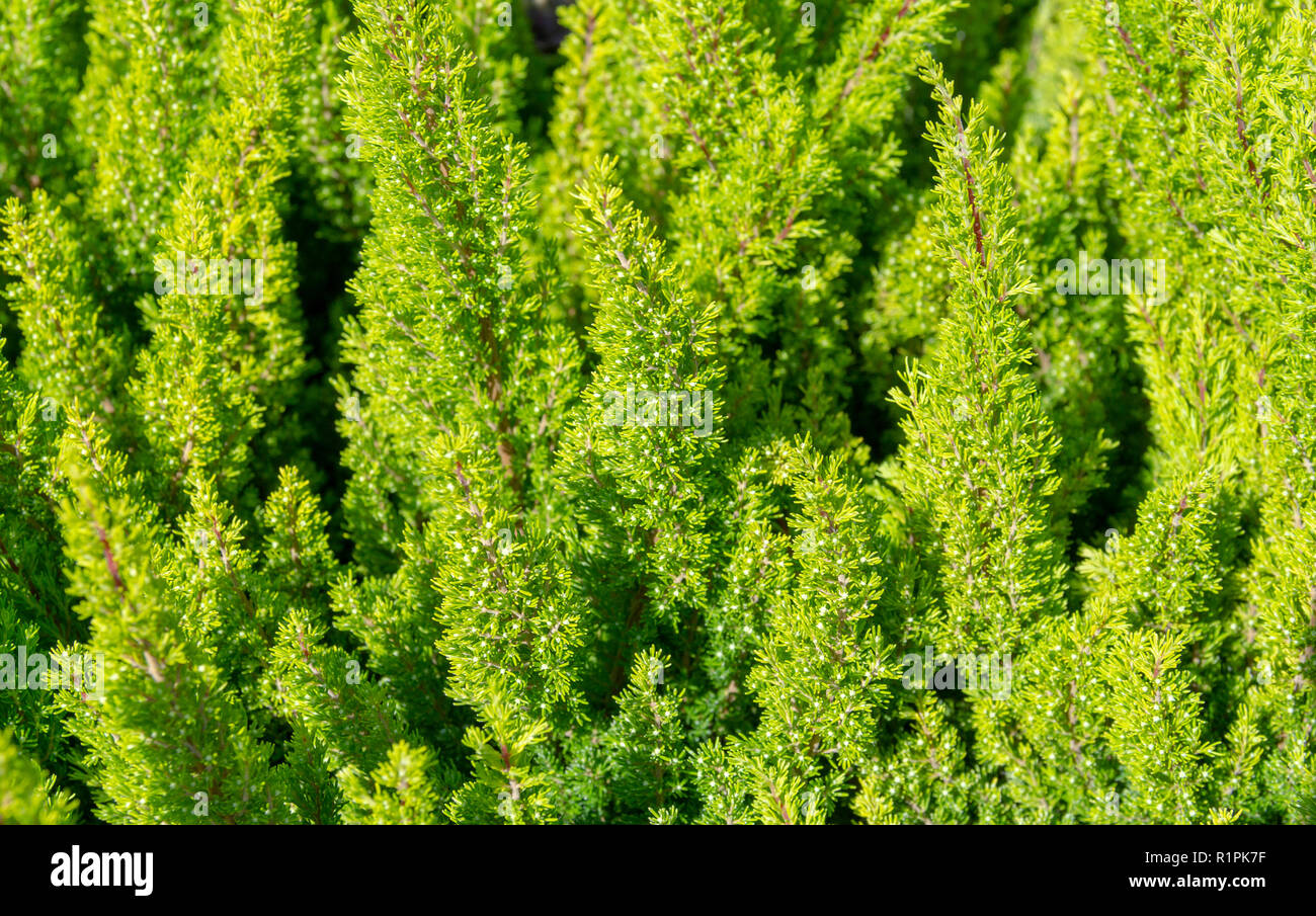 Plant stipe hi-res stock photography and images - Alamy