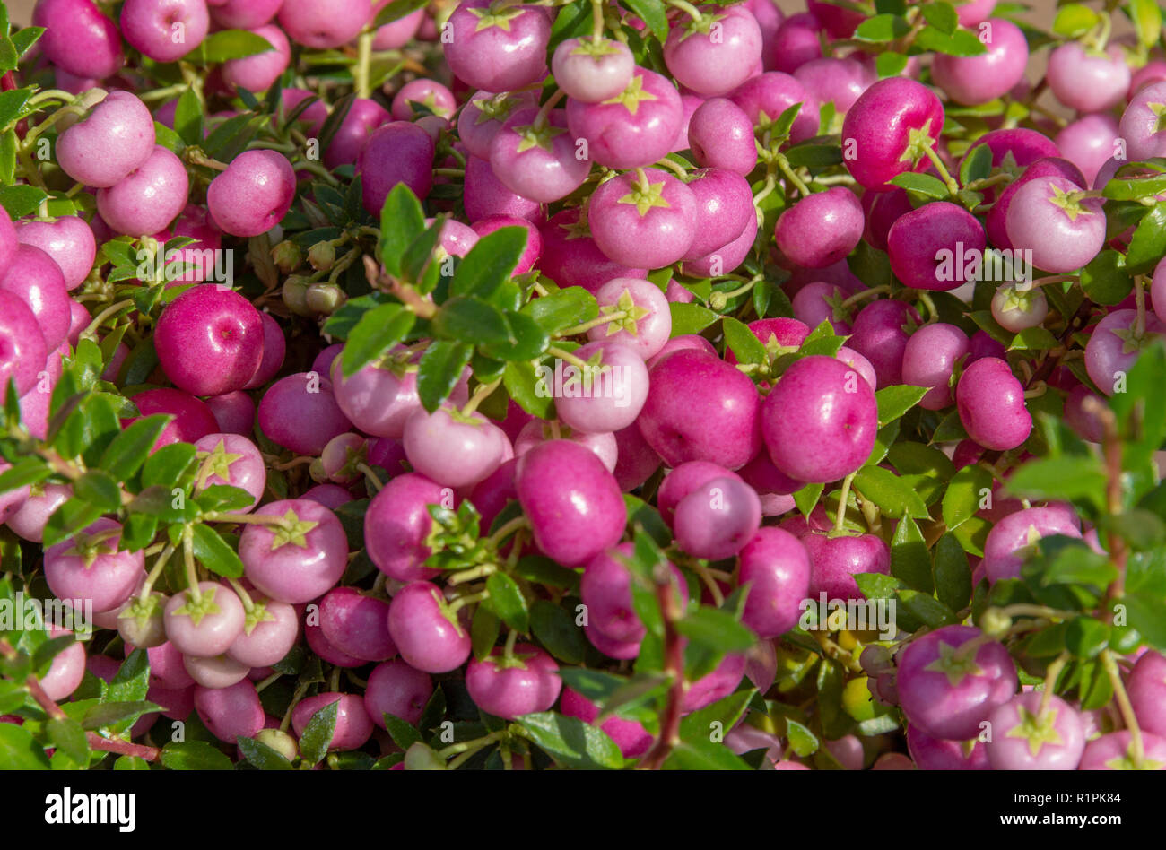 Violet fruits hi-res stock photography and images - Alamy