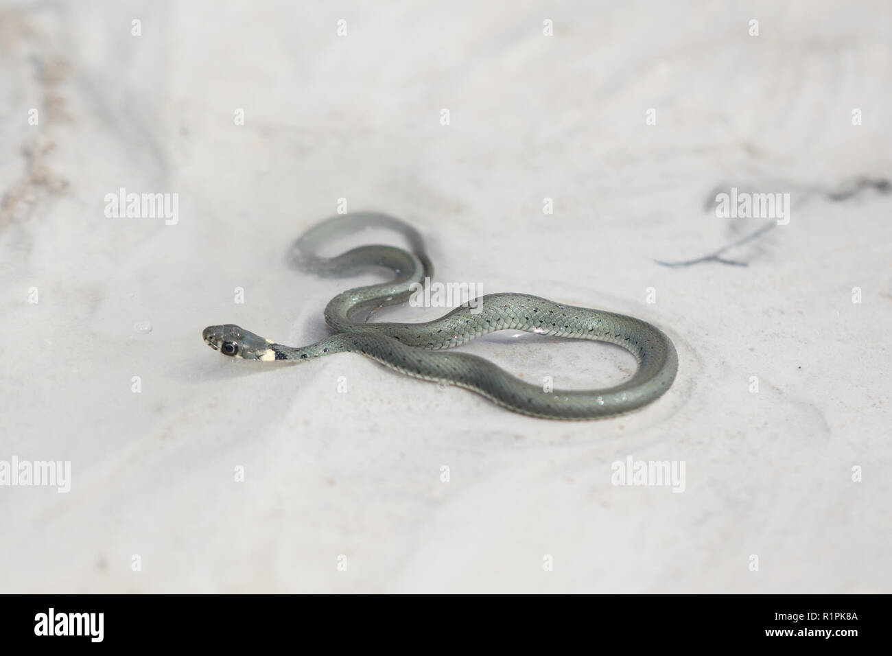 Common grass snake - an odorous snake. A young individual in clean ...