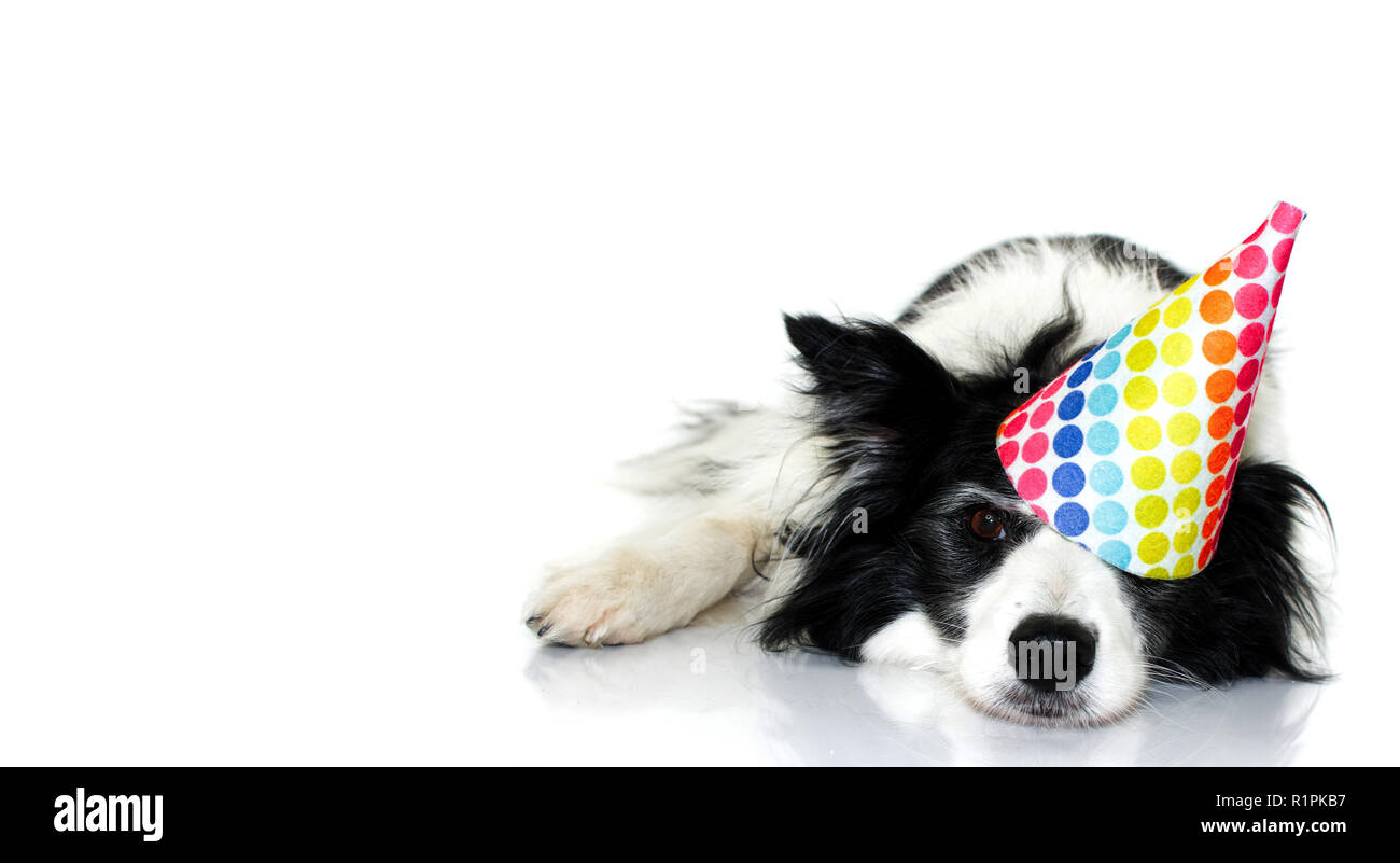 CUTE BORDER COLLIE DOG CELEBRATING A BIRTHDAY OR NEW YEAR PARTY WITH A ...