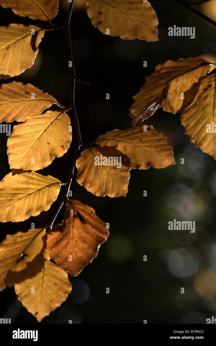 English Autumn colour from the beech trees near Marlow in ...