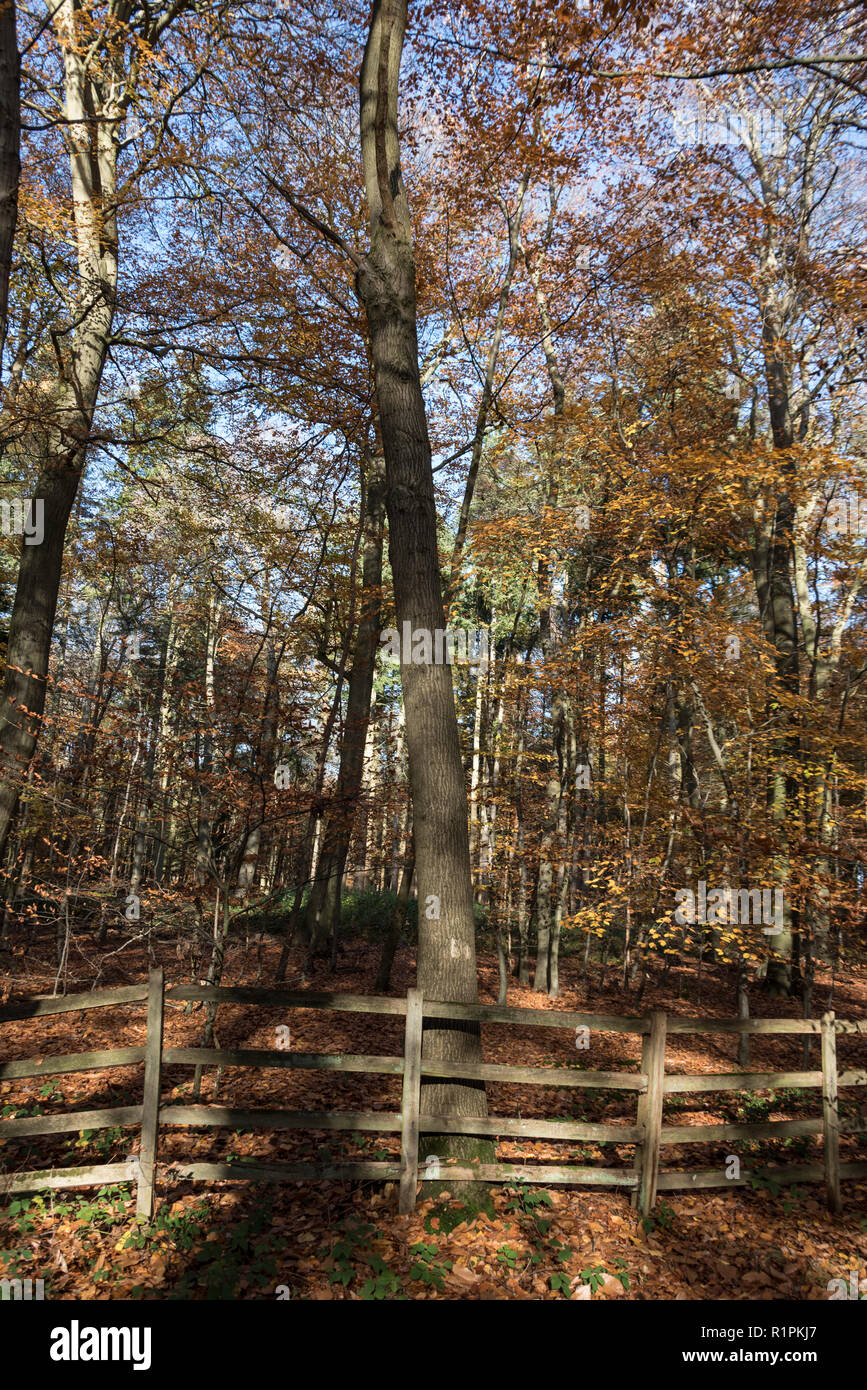 English Autumn colour from the beech trees near Marlow in ...