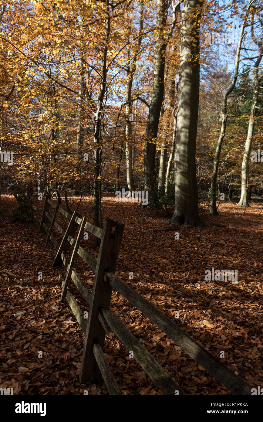 English autumn hi-res stock photography and images - Alamy