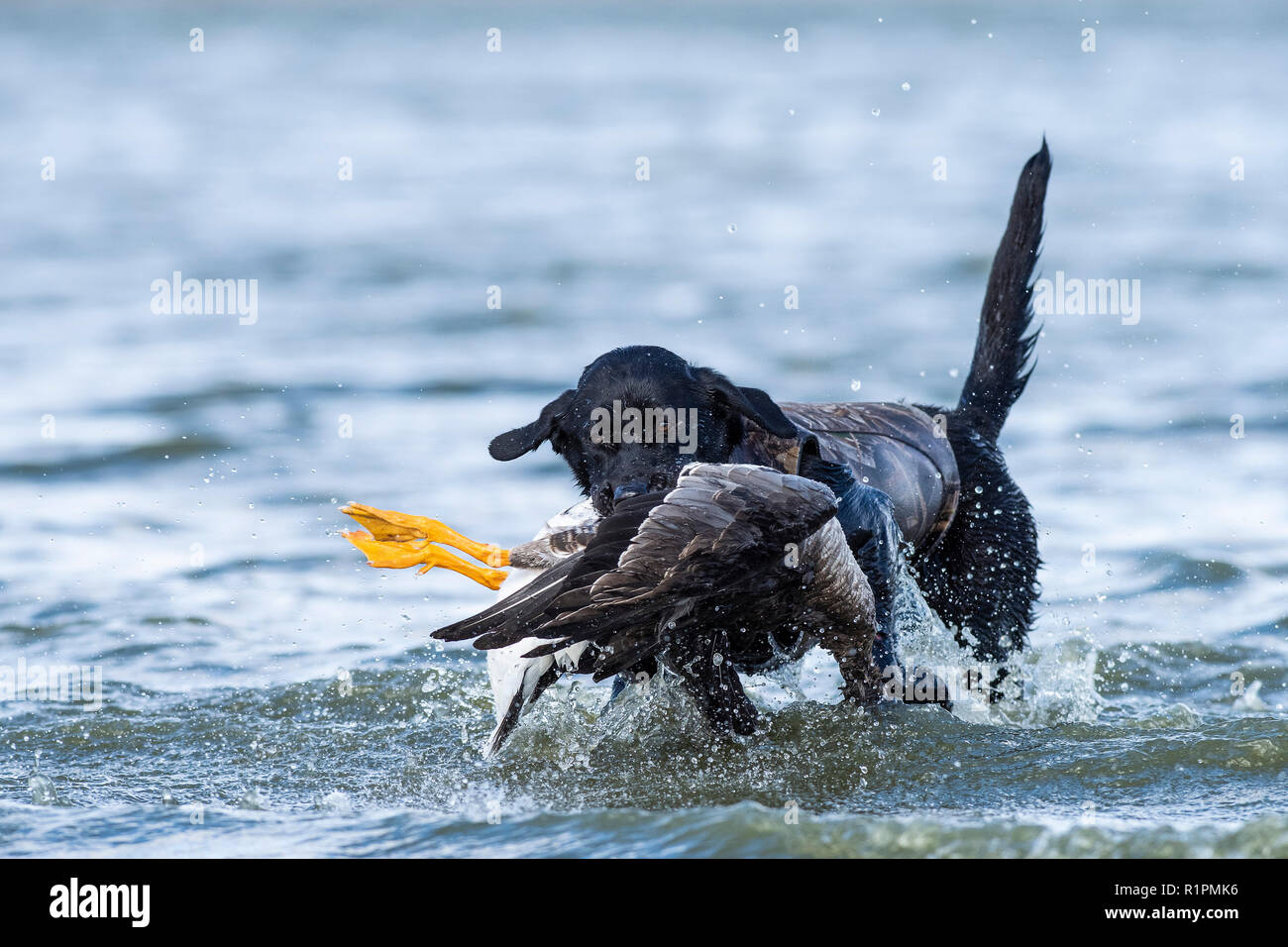 A Black Labrador Retriever retrieving a White-fronted goose on a North ...