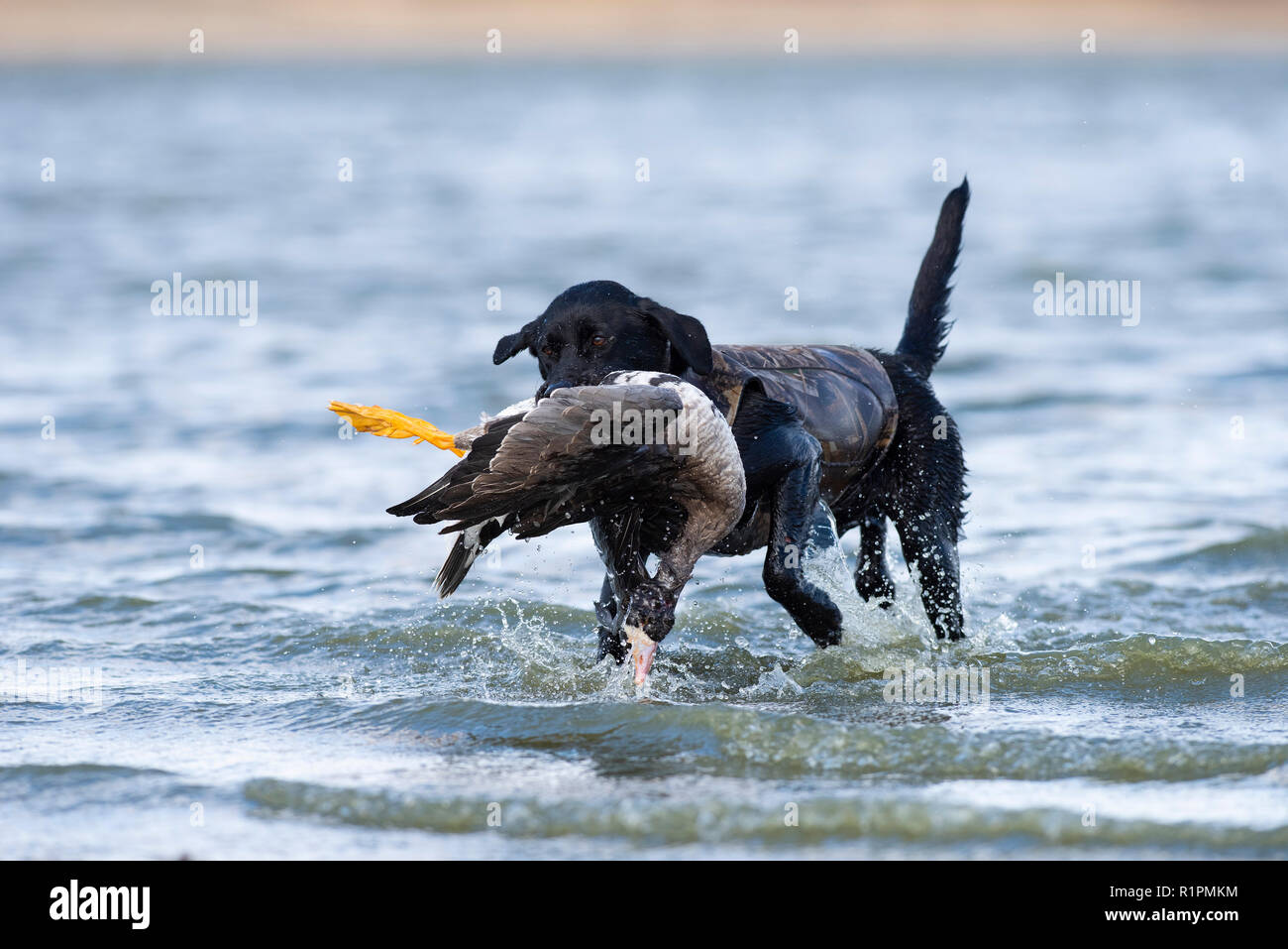 A Black Labrador Retriever retrieving a White-fronted goose on a North ...
