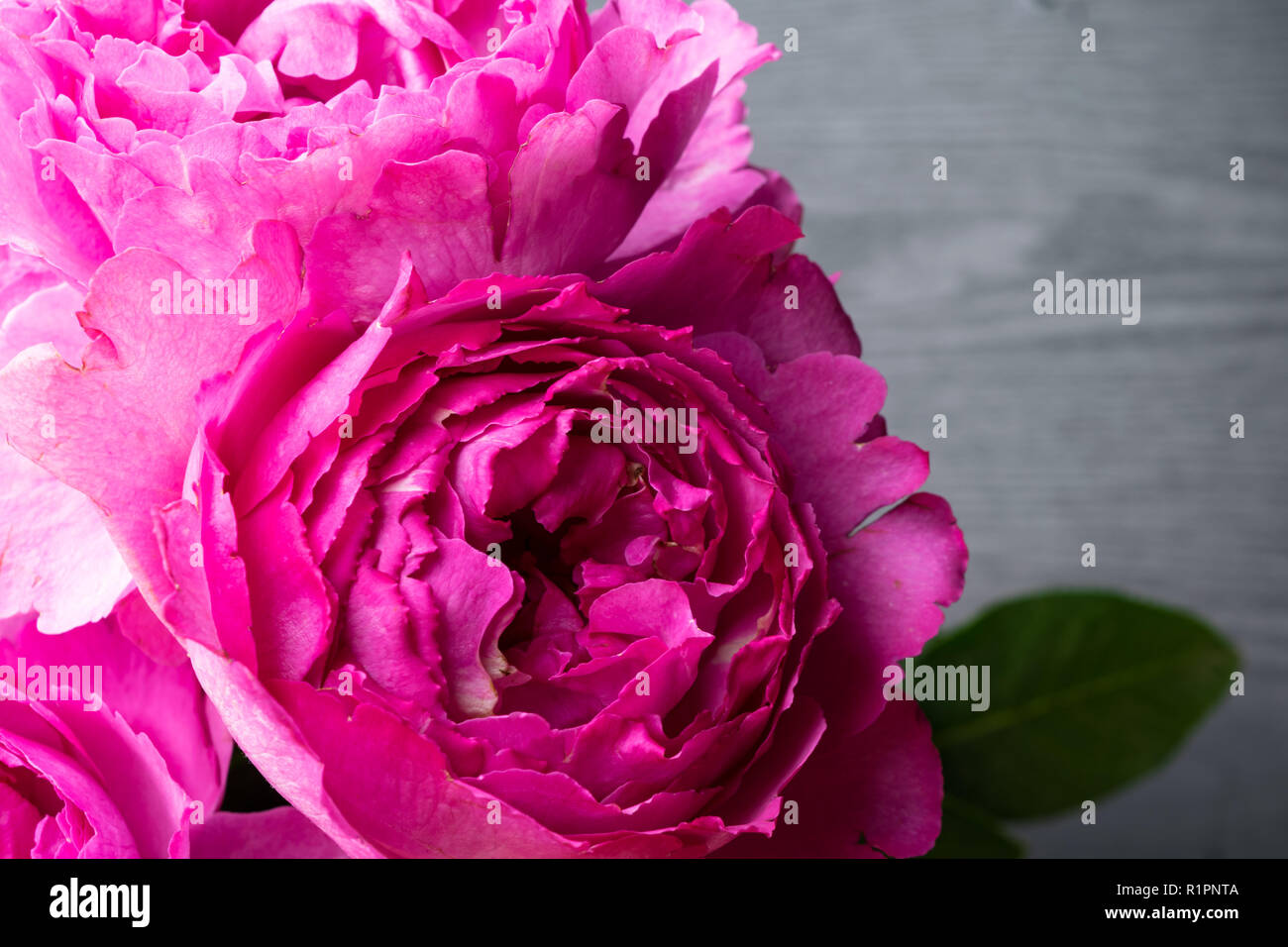 Pion-shaped roses isolated on grey background, selective focus. Pink ...