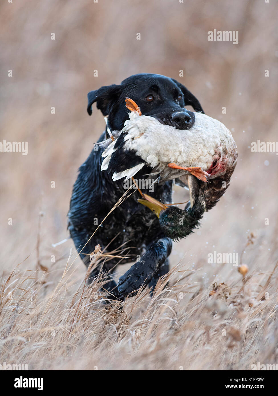 A Black Labrador Retriever on a duck hunt in North Dakota Stock Photo ...