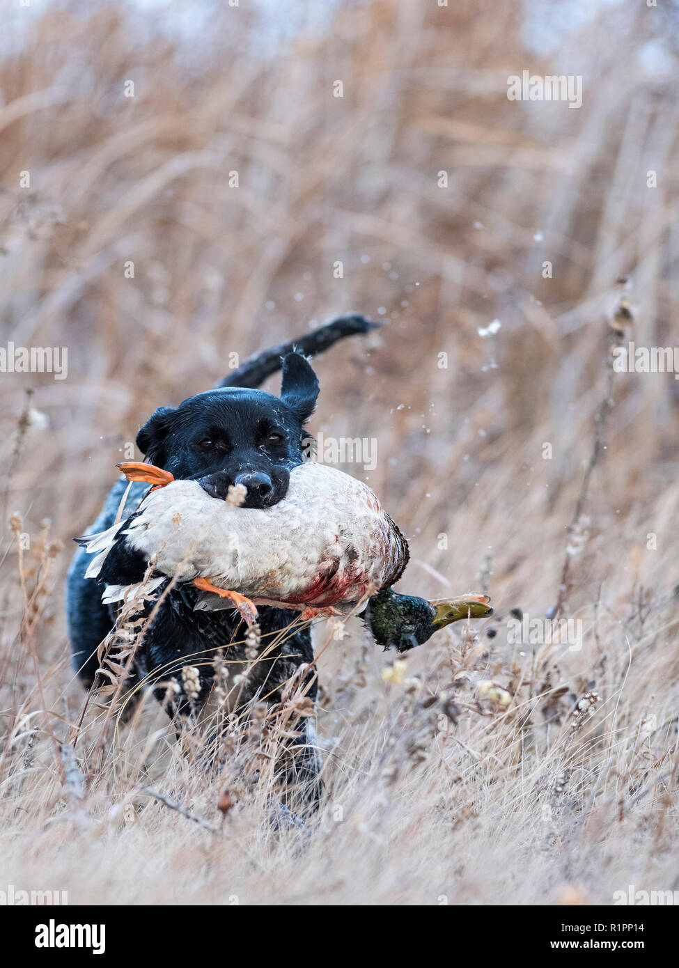 Retriever hunt hi-res stock photography and images - Alamy
