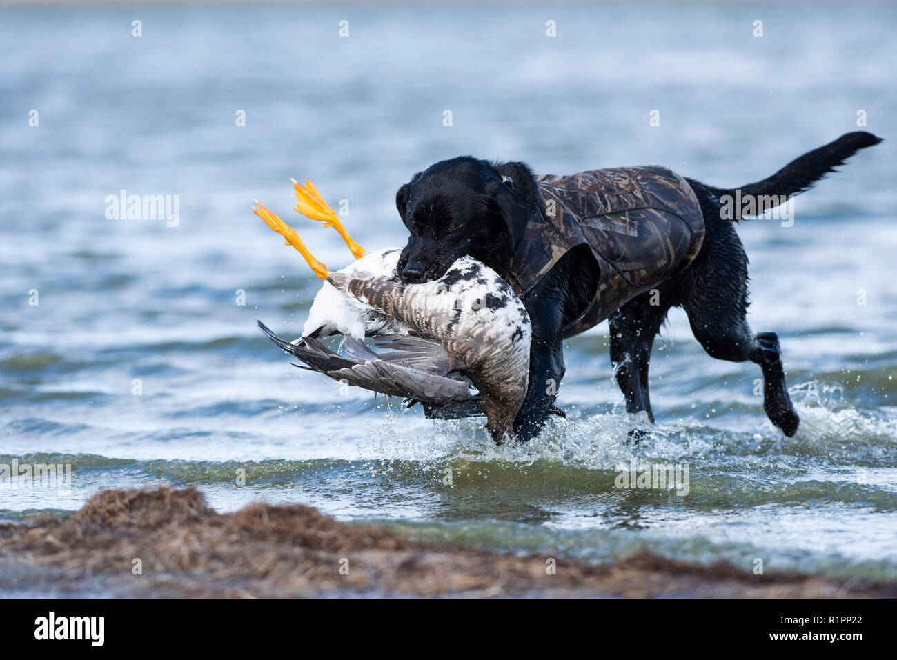 A Black Labrador Retriever retrieving a White-fronted goose on a North ...
