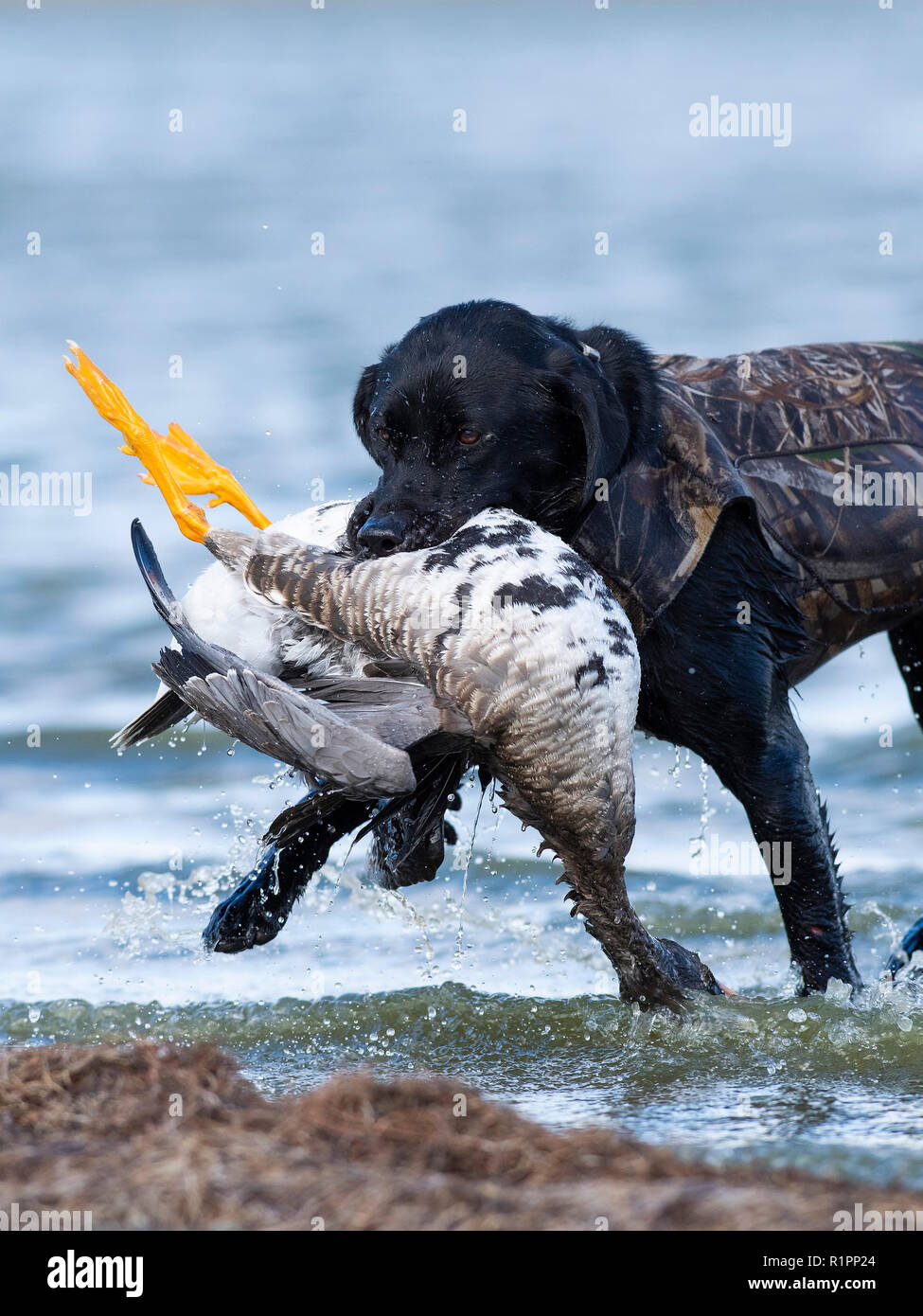 A Black Labrador Retriever retrieving a White-fronted goose on a North ...
