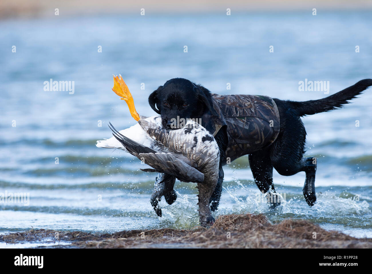 A Black Labrador Retriever retrieving a White-fronted goose on a North ...