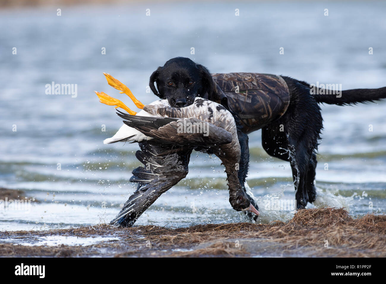 A Black Labrador Retriever retrieving a White-fronted goose on a North ...