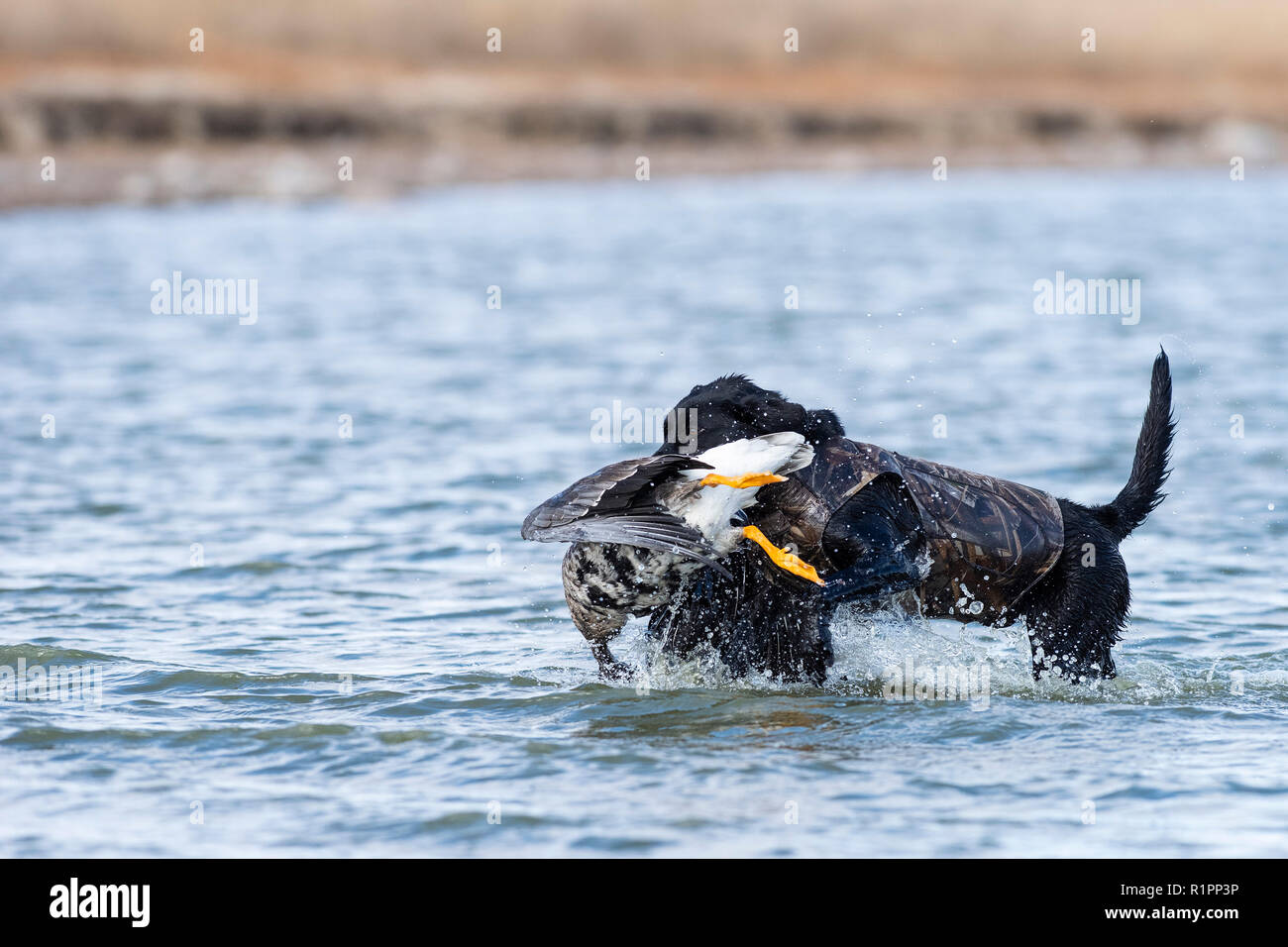 A Black Labrador Retriever retrieving a White-fronted goose on a North ...