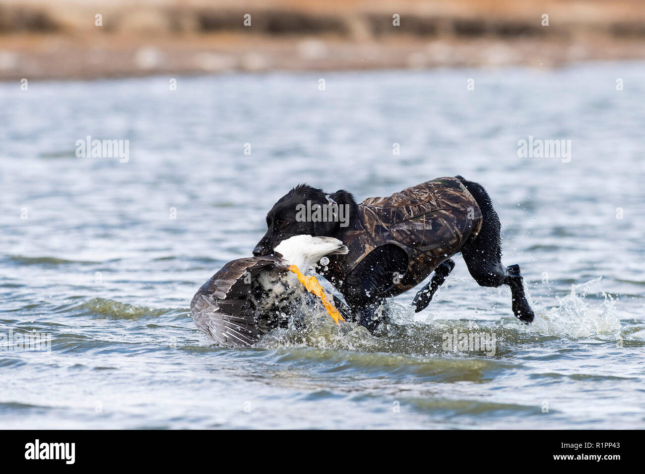 A Black Labrador Retriever retrieving a White-fronted goose on a North ...
