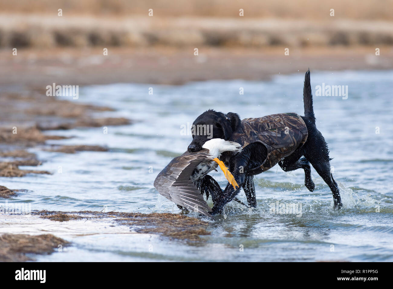 A Black Labrador Retriever retrieving a White-fronted goose on a North ...