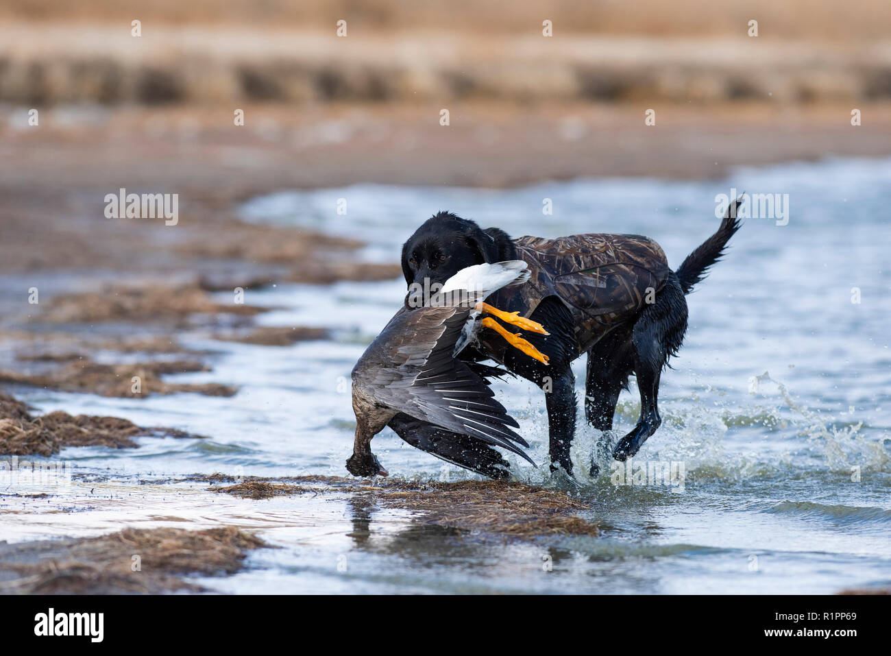 A Black Labrador Retriever retrieving a White-fronted goose on a North ...
