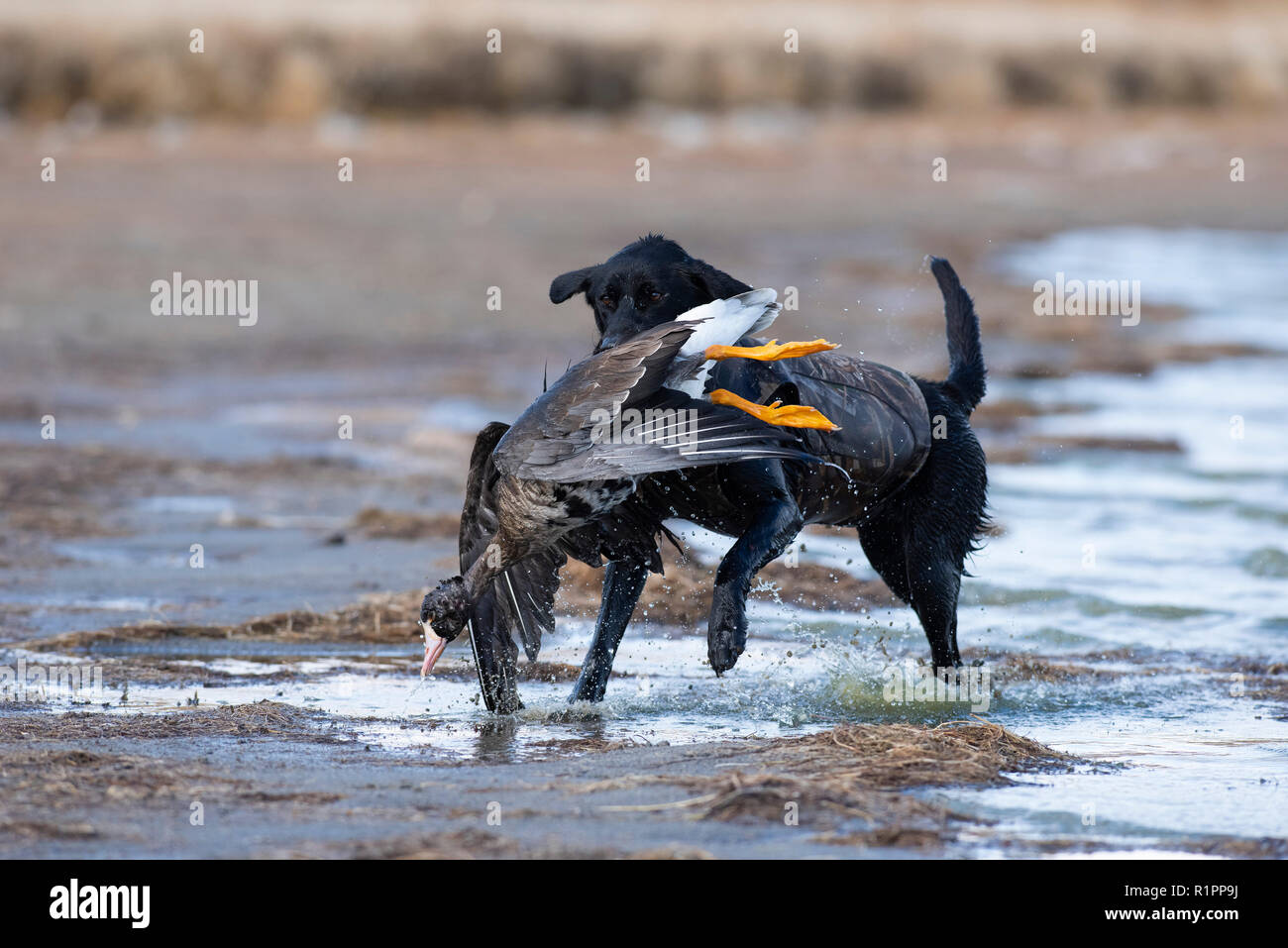 A Black Labrador Retriever retrieving a White-fronted goose on a North ...