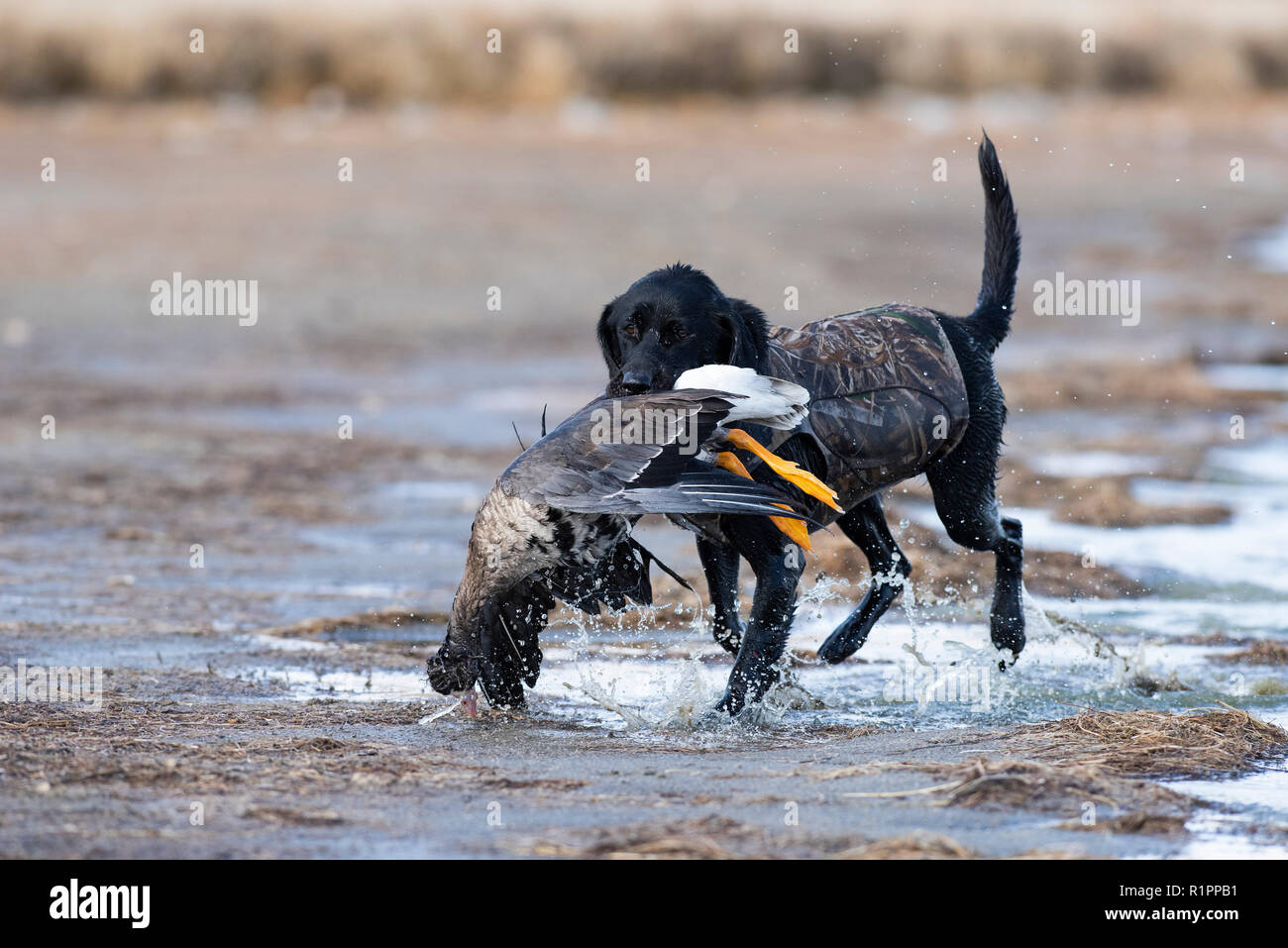 A Black Labrador Retriever retrieving a White-fronted goose on a North ...