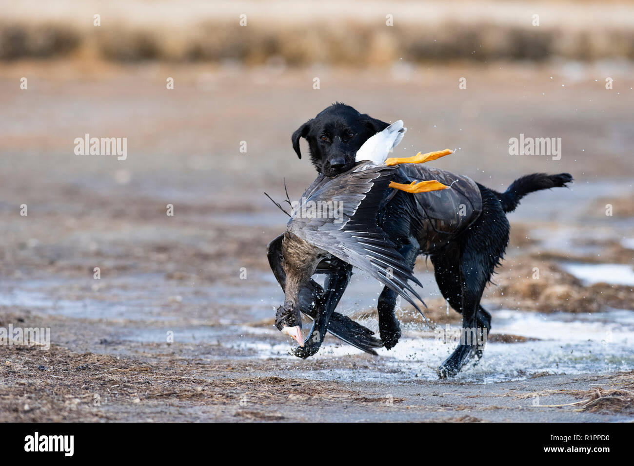 A Black Labrador Retriever retrieving a White-fronted goose on a North ...