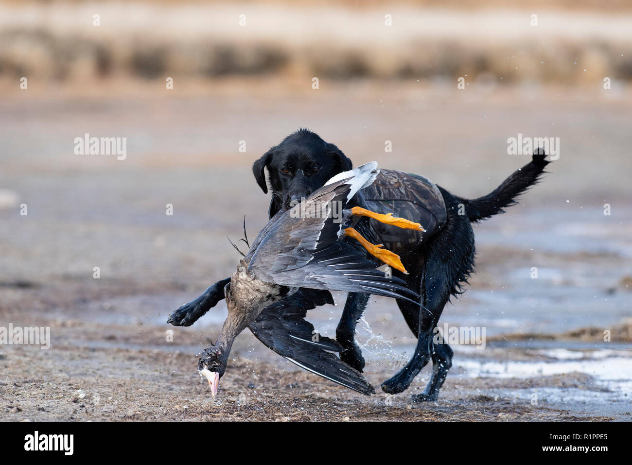 A Black Labrador Retriever retrieving a White-fronted goose on a North ...