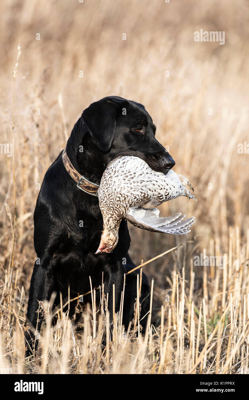 A Black Labrador Retriever with a Sharptail Grouse Stock Photo - Alamy