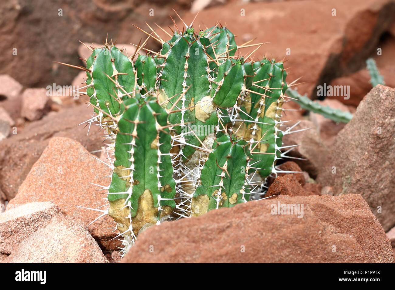 Euphorbia resinifera - Resin spurge - is a species of spurge native to ...
