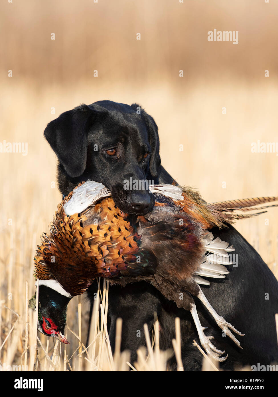 A Black Lab with a rooster pheasant in South Dakota on an October day ...